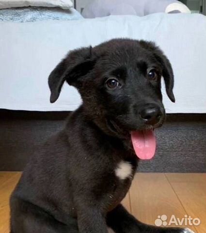 Ищет дом особенный малыш — Никас