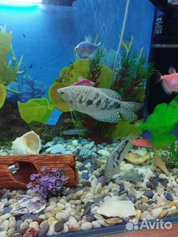 Рыба Гурами мраморные