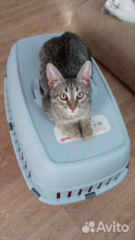 Котёнок егоза в добрые руки