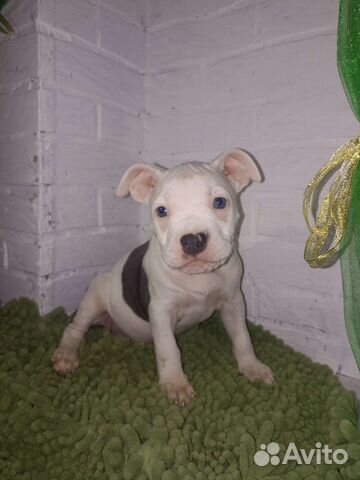 Бело-голубая малышка