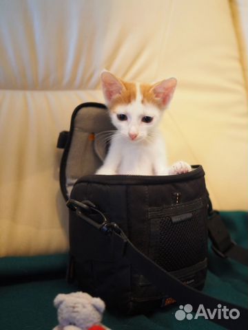 Мальчишка Инопланетяшка в дар