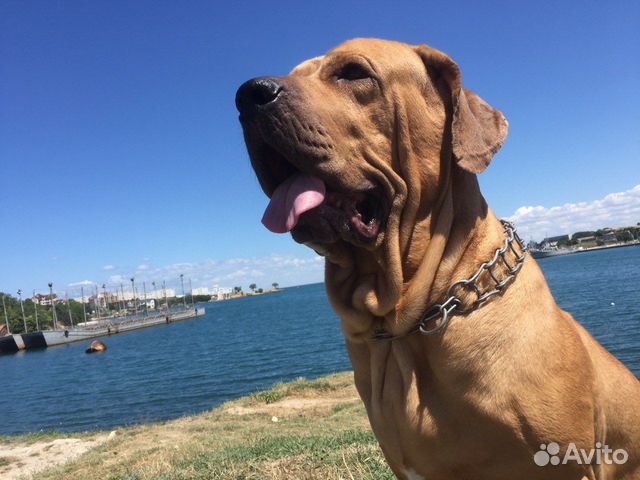 Бразильский фила Ищем девочку