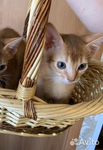 Абиссинская кошка / кот