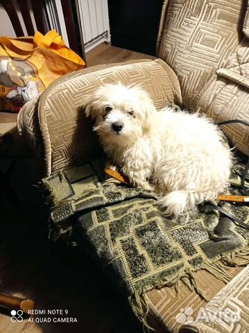Болонка мальтезе мальчик
