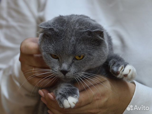 Метис шотландской вислоухой