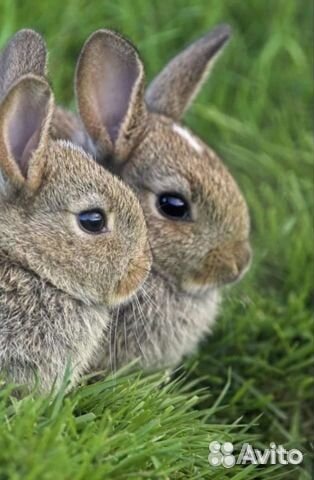 Кролики взрослые