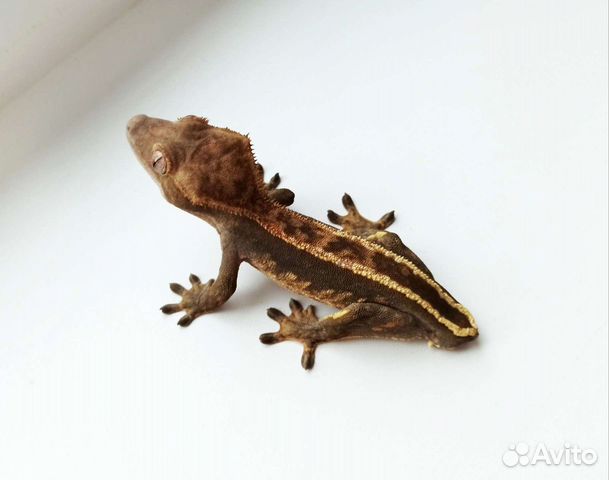 Самец бананоеда