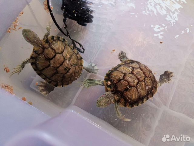 Черепаха с оборудованием