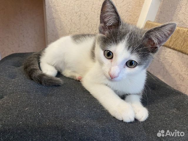 Кошки породистые бесплатно