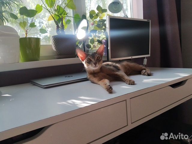 Абиссинская кошка