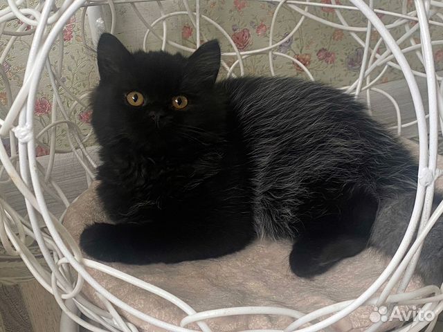 Котенок британский девочка
