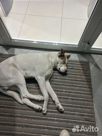 Собака в добрые руки отдам бесплатно