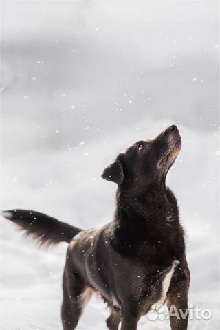 Собака в добрые руки