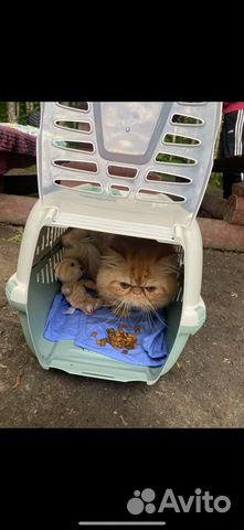 Вязка персидский кот