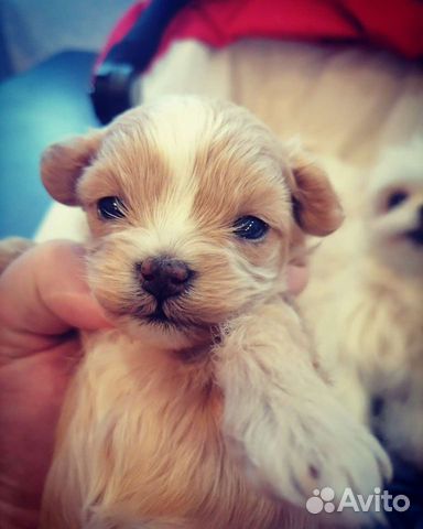 Мальтипу ф1 корея