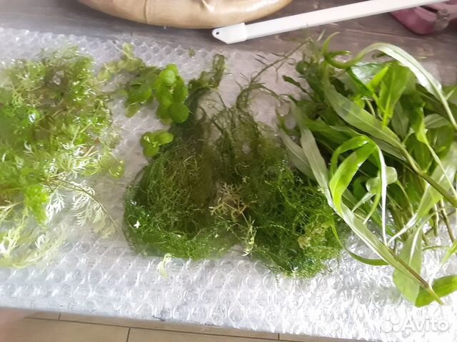 Прополка аквариума