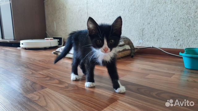 Котёнок Моська (девочка)