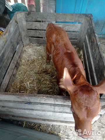 Продам корову