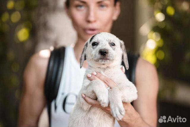 Щенок Перчик небольшой породы в дар