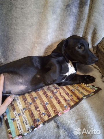 Жесткошерстная такса