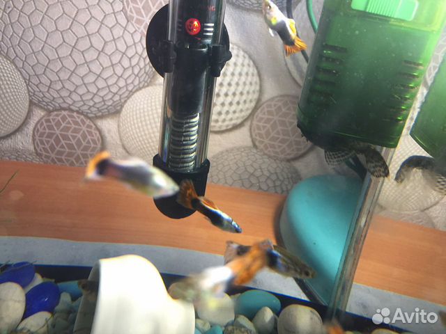 Рыбка гуппи берлинская