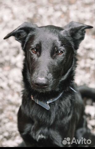 Добрый пёсик ищет любящую семью