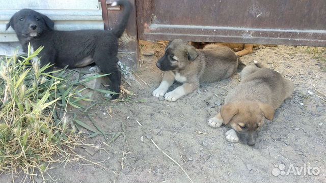 Собака в добрые руки отдам бесплатно