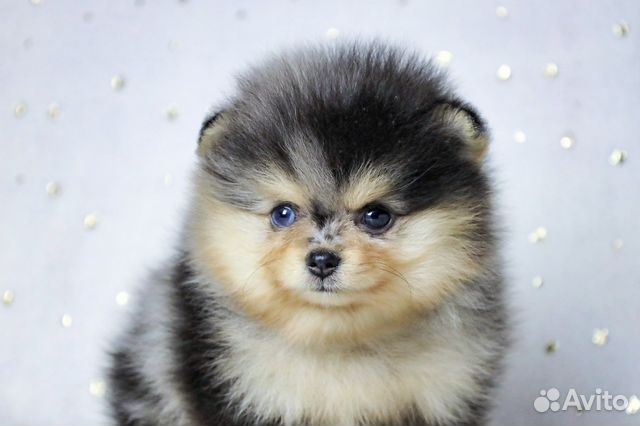 Мраморная красотка Померанский Шпиц