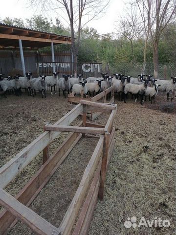 Романовские ярочки 5месецев