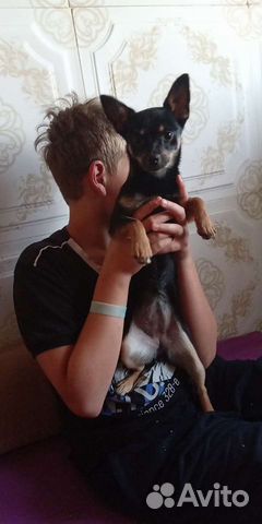 Карликовый пинчер, девочка, 24.10.21г.р