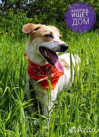 Собака в добрые руки