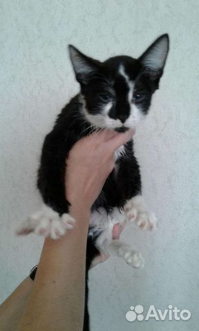 Котик в добрые руки, киса в дар