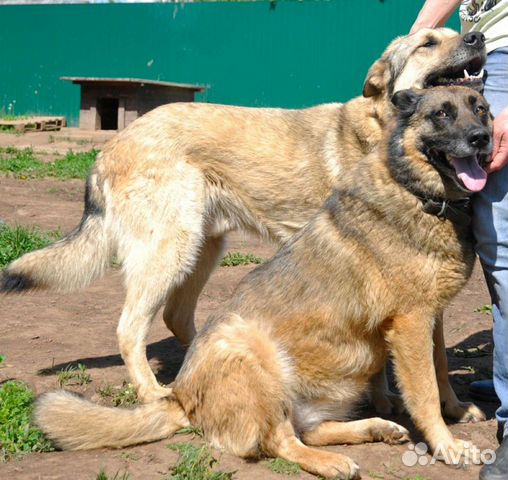 Собаки в дар