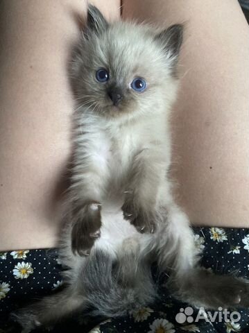 Котята невские маскарадные