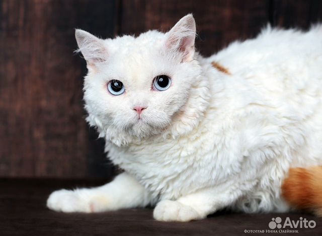 Кошки