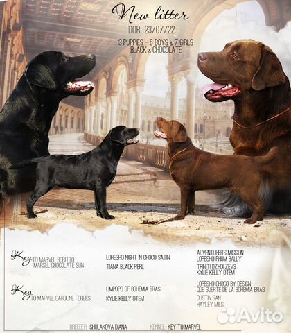 Черные и шоколадные лабропупсы