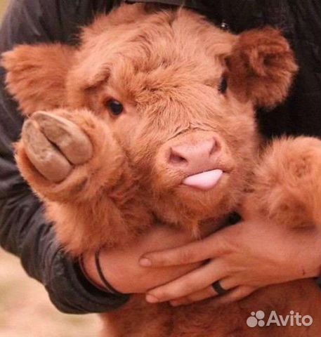 Тёлочка 4 месяца