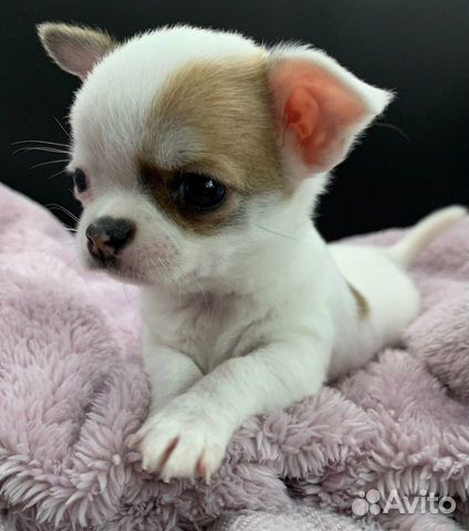 Крошка на ладошку мини мальчик чихуахуа