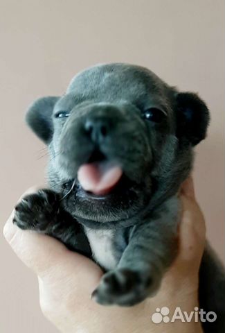 Французский бульдог лилак и голубой