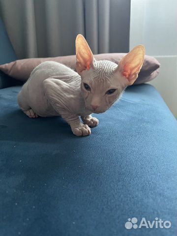 Котёнок сфинкс 3 месяца, мальчик