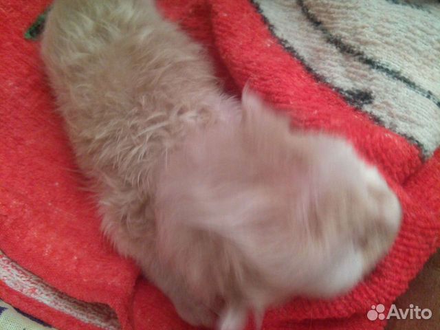Котята в добрые руки мальчики