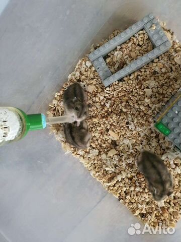 Джунгарский хомяк