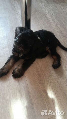 Бельгийский грифон