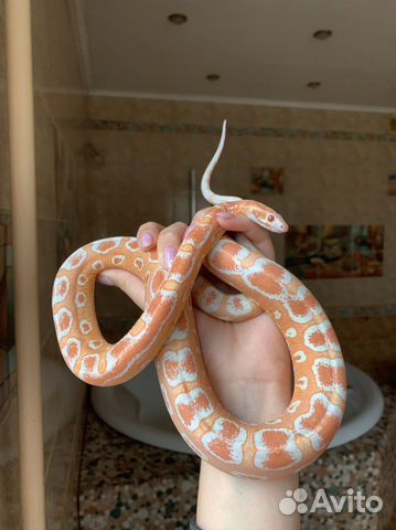 Редкая змея