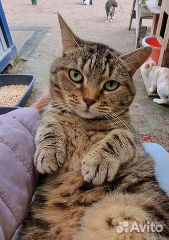 Пятнистая и полосатая кошка в дар