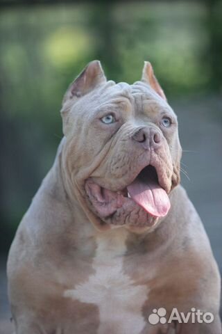 Американский булли щенок