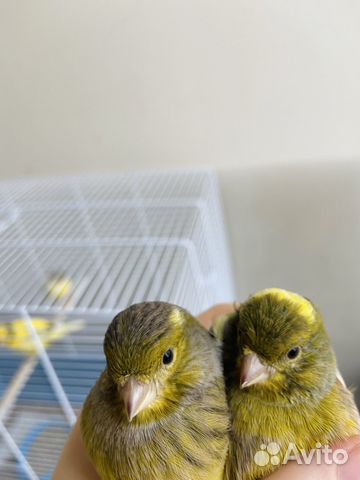 Канарейки Файф Фенси