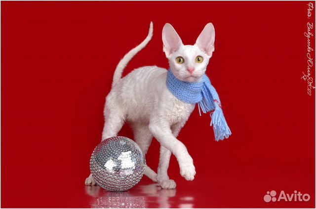 Котик по имени Рождество