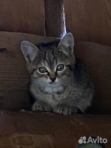 Котята в добрые руки бесплатно