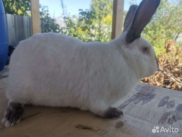 Самец Калифорния